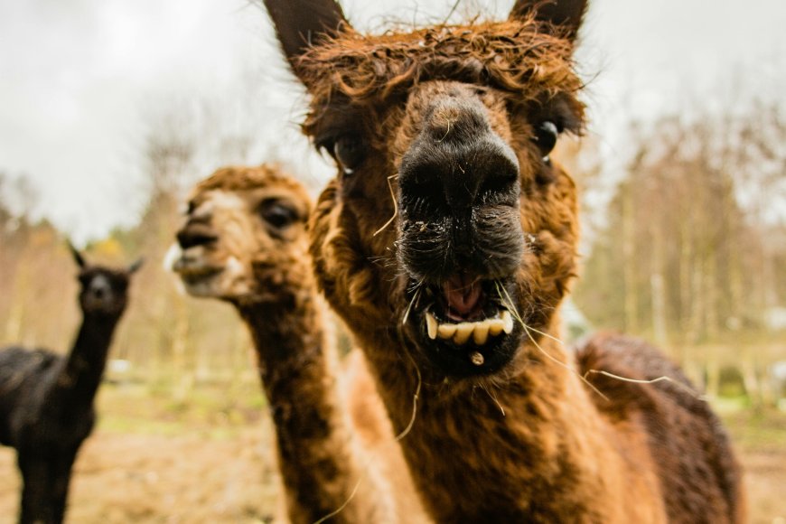 "16 Animals with Faces That Will Melt Your Heart" - Varient - News Magazine